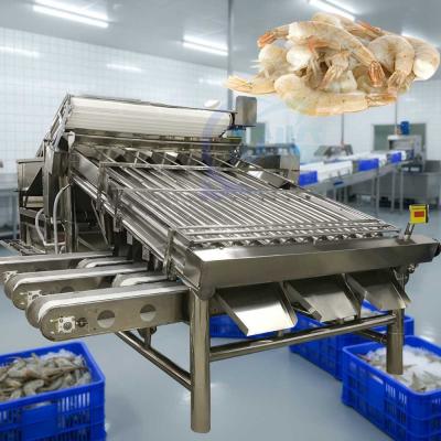 China 8 Rollers Shrimp Grading Machine 1500kg-1800kg Shrimp Sorter Industrial Automatic for sale