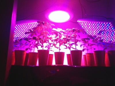China 2017 Best 150W led grow lights for medical plants for sale