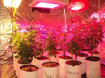 China DC12V IP68 full spectrum 4ft hydroponic greenhouse LED grow light 15/30/45/60W for sale