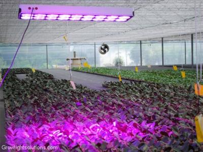 China Cidly LED 18 Grow Light Garden Light LED Plant Light 650W for sale