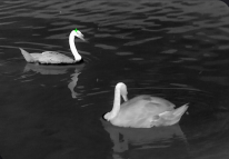 FW-A01 Infrared Thermal Imager side view showing rugged construction