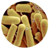 China Bacillus Thuringiensis 50000IU Mg WP for sale