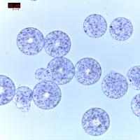 Cina Perle magnetiche di G della proteina di Agrose per il μm di purificazione 30 della proteina 500 ml in vendita