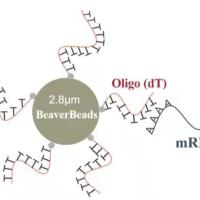 Cina le perle magnetiche oligo di distacco del μm da 2 ml 2,8 catturano l'alta qualità mRNA in vendita