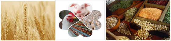 FDA Certified 10000U Endo Xylanase Increasing The Feed Intake 0
