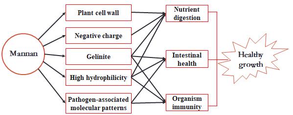 Habio Beta Mannanase Powder / Granule / Liquid / Watersoluble Degrade Mannan Release Prebiotics 1