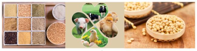 Multi Enzyme Customization Powder Granule Feed Grade Livestock Poultry General Cocktail Enzyme Compound Enzyme 0