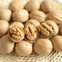 China Walnut Xin 2 for sale