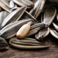 Quality Sunflower Seeds T6 The Perfect Snack for Your Customers' Satisfaction for sale