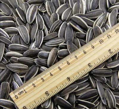 Cina Prodotti primari Prezzi di fabbrica Fornitura Cina semi di girasole crudi pronti per il carico in vendita