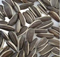 Quality Sunny farm seeds Your key to success in the competitive agricultural market for sale