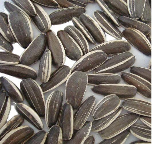 Quality Sunny farm seeds Your key to success in the competitive agricultural market for sale