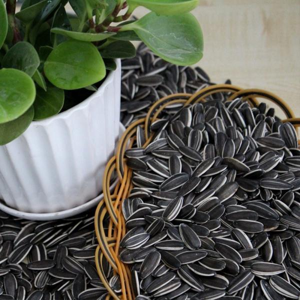 Quality Delicious and Nutritious Sunflower Seeds 3668 for Your Daily Snack for sale