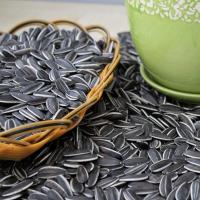 Quality Highly Nutritious Sunflower Seeds 3668 The Perfect Fit for sale