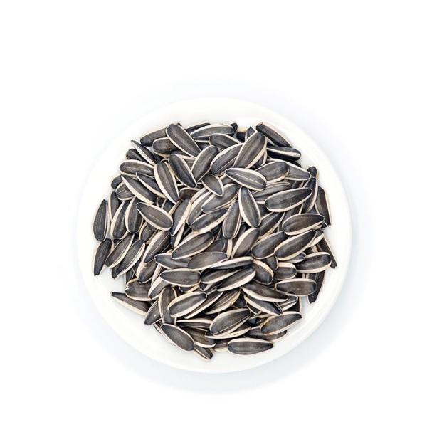 Quality Sunflower Seeds T6 Perfect for Your Business for sale