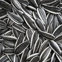 Quality Unsalted Roasted Sunflower Seeds 5009 Top Choice for Healthy Snacking for sale