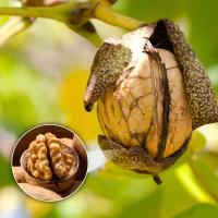 Quality Lowest Price Wholesale Factory Price Xinjiang Xingfu Washed and Unwashed walnuts for sale