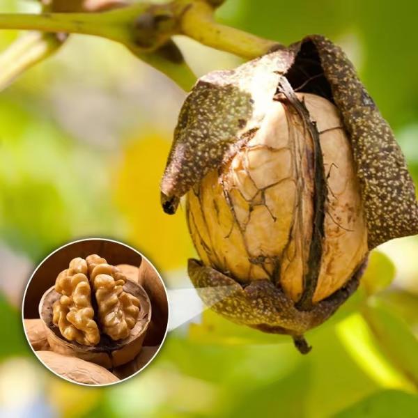 Quality Lowest Price Wholesale Factory Price Xinjiang Xingfu Washed and Unwashed walnuts for sale