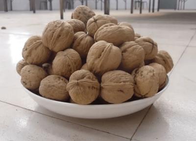 China Top quality Thin-skin paper shell Walnut 185 with shell in bulk wholesale from China for sale
