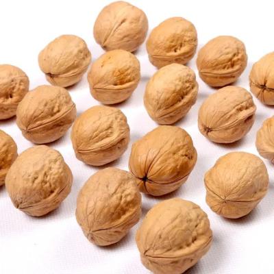 China Hot selling premium walnuts and walnut kernels both support customized packaging Amazon’s best-selling products for sale