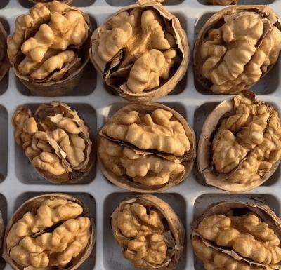 China Hot selling premium walnuts and walnut kernels both support customized packaging Amazon’s best-selling products for sale