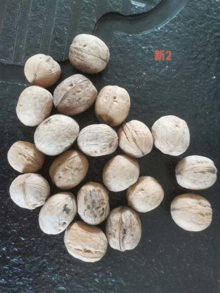 Quality dry fruits unwashed shelled 185 paper skin walnut Best price raw in china for sale