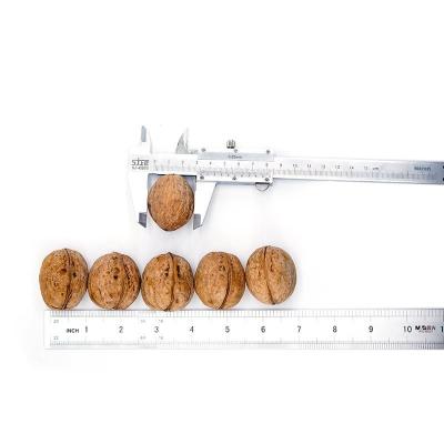 Cina Cina vendita a sfera di nuovi raccolti in Turchia Wal2023 Cina vendita a sfera di nuovi raccolti in Turchia Noci Kernel Halves Prezzi Noci Kernel Halves ELH Basso prezzo in vendita