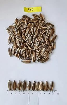 China Origin Sunflower Seeds White Black Strips from Xinjiang High Grade Eating Raw COOL 20/25kg Pp Woven Bag Packaging Dried 9% Max for sale