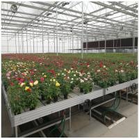 China Plastic Bench Hydroponic Grow Bed Greenhouse Rolling Growing Table 4x8ft 70cm Height for sale