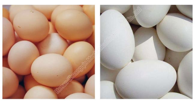 Full automatic egg washing machine front view