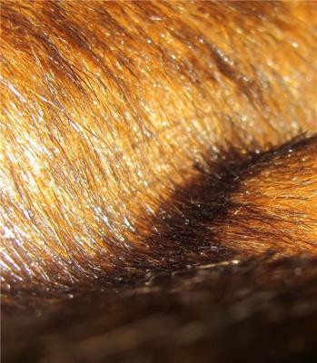 China Luxury steel brown mink faux fur fabric for sale