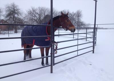 China Hot Dip Galvanized Welded Tube Cattle Livestock Fence Panels for sale
