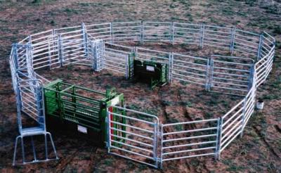 China Australia Pipe Galvanized Round 1.6m High Steel Corral Panels for sale