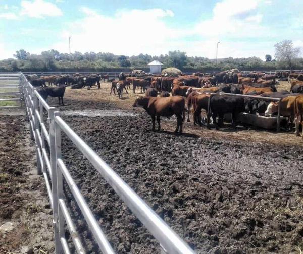 Quality USA Hot Selling 12 ft Heavy duty Livestock panel Fence / Horse corral panels 12 for sale