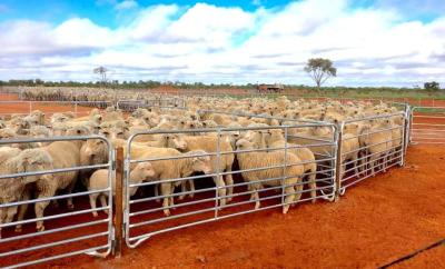 China Zinc Coating Steel 1.6m Livestock Fence Panels Welded For Farm for sale