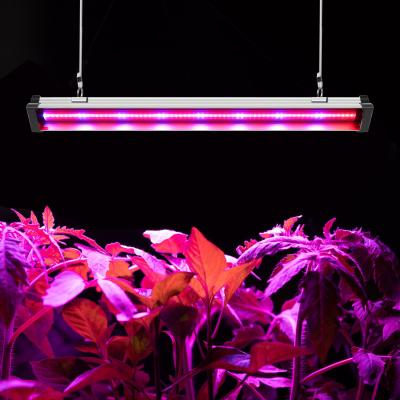Strisce complete blu rosse alto PPFD della luce di spettro LED per i semi che iniziano i succulenti