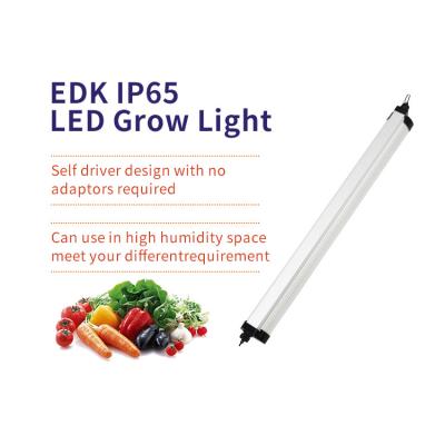 Cina Verticale di RoHS 12W che coltiva le luci progressive principali per la frutta della fragola in vendita