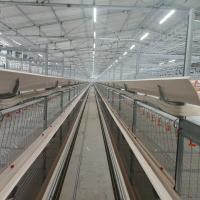 China H Type Automatic Broiler Chicken Cage with Efficient Feeding System for sale
