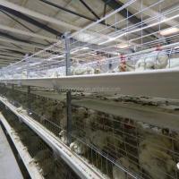 Quality Hot Dip Galvanized H Type Automatic Battery Cage for Broiler Chickens for sale