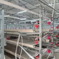China Hot Dip Galvanized H Type Automatic Battery Cage for Broiler Chickens for sale