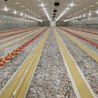 China Automatic Broiler Chicken Floor System for Poultry Business for sale