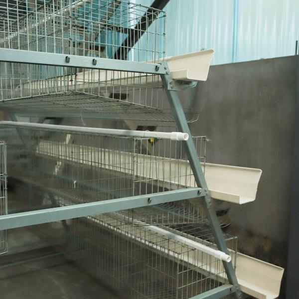 Quality Automatic A-Type Battery Cage Equipment for Laying Chickens & Eggs Henhouse for for sale