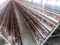 China Layer Chicken Battery Cage for Chicken Breeding for sale