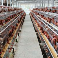 Quality Hot Dip Galvanize Steel Automatic a Type Layer Poultry Farm Battery Chicken Cage for sale