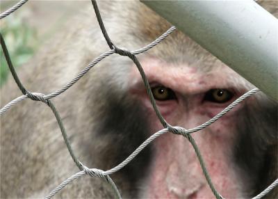 Cina Il cavo su ordinazione dell'uccelliera di Druable riveste la recinzione di pannelli 7x19 dello zoo della rete del cavo di acciaio inossidabile di 1.6mm in vendita