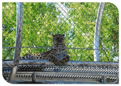 Cina Corda inossidabile Mesh Toughness For Zoo Animals di 1.2mm ss in vendita