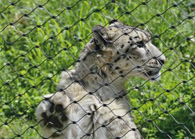 Cina La X tende l'uccello dell'uccelliera che rete il puntale 50mm Mesh Netting dello zoo di 3.0mm in vendita