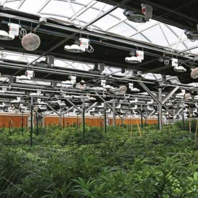China Automatic Fully Light Deprivation Mushroom Polyhouse Blackout Greenhouse For Medical Herb for sale