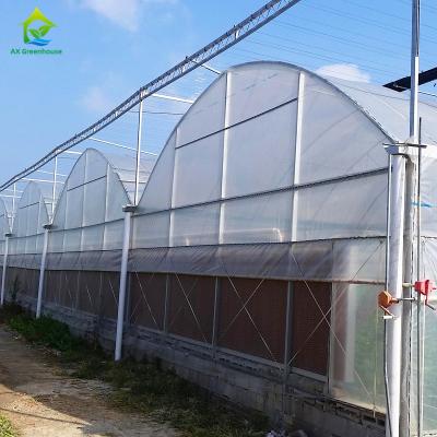 China High-strength steel frame multi-span greenhouse | Safe and reliable structure for sale