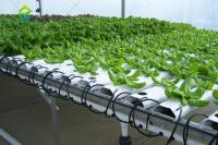 China Customized Indoor Vertical Soilless Hydroponic System For Cucumber for sale